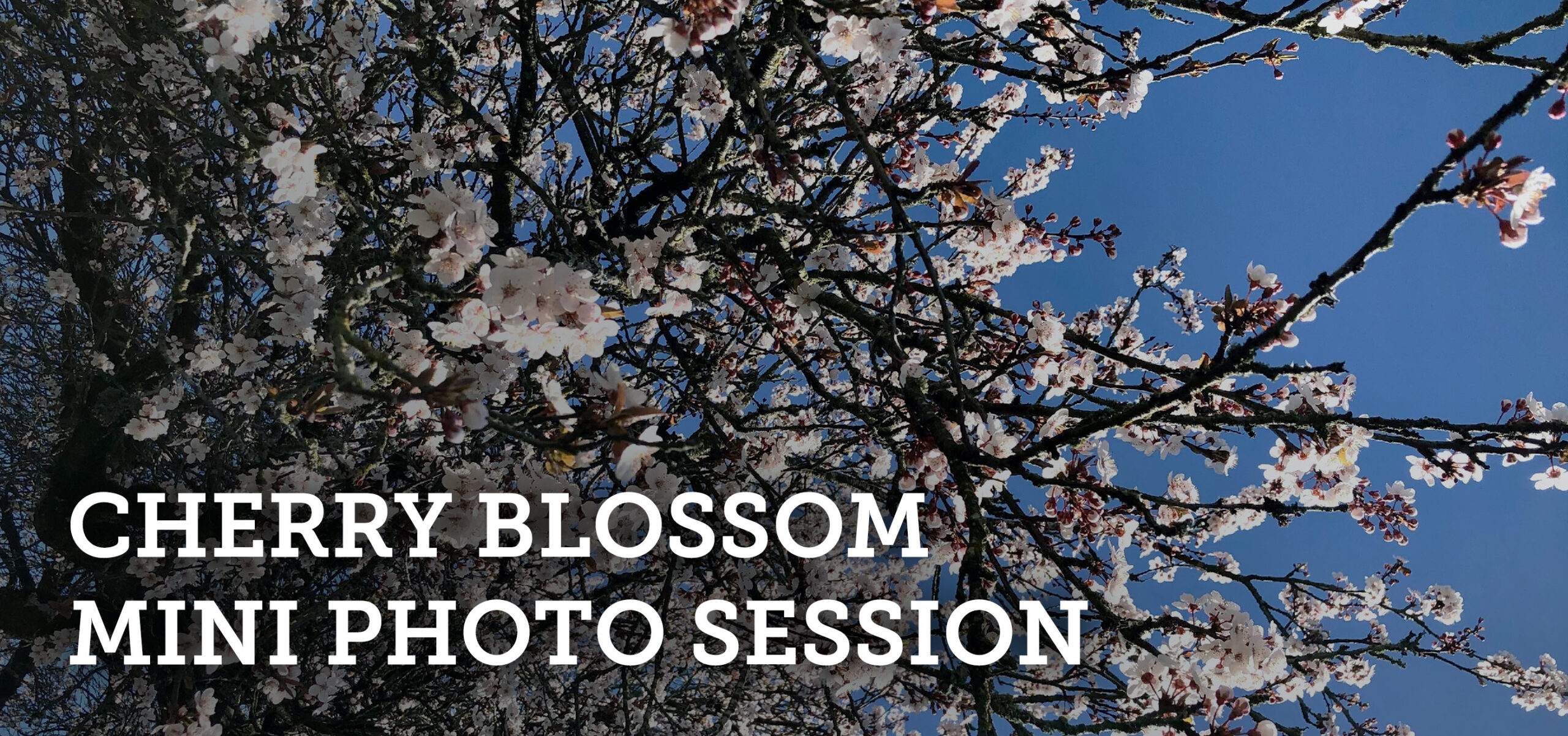 Cherry Blossom Mini Photo Sessions 2021 - Vancity Kids Directory