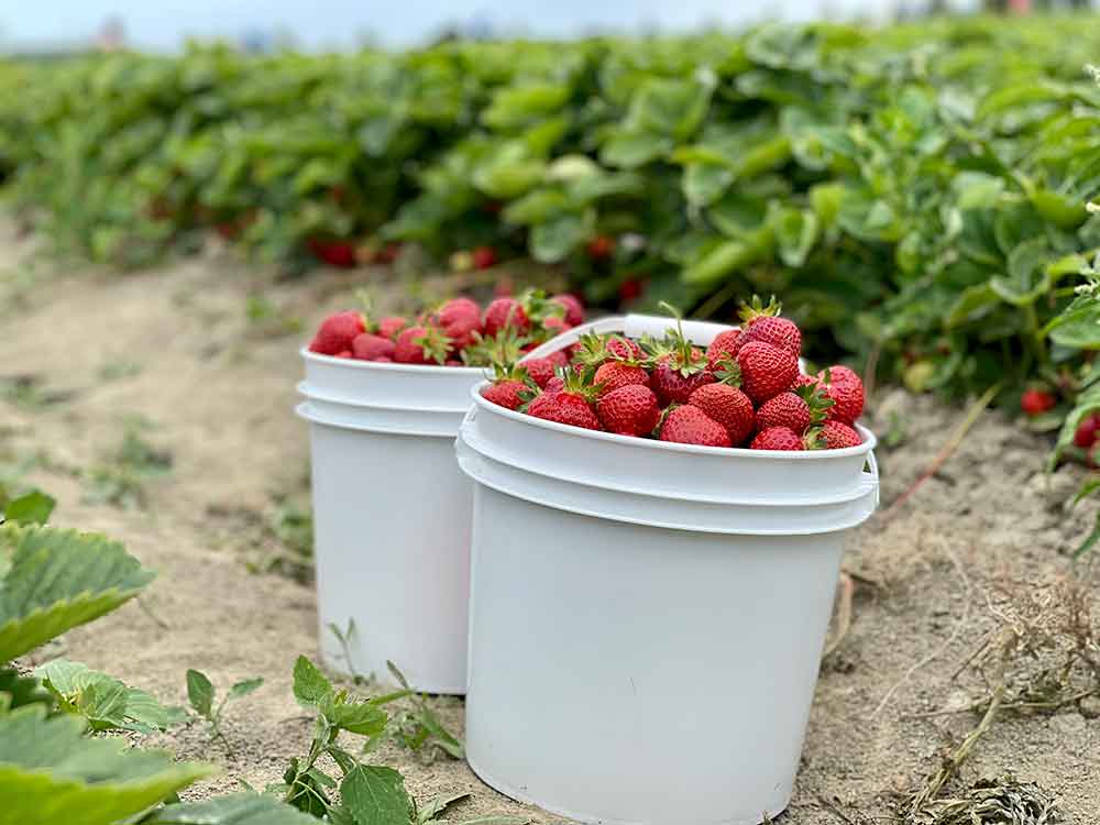Strawberry Picking in Metro Vancouver - Vancity Kids Directory